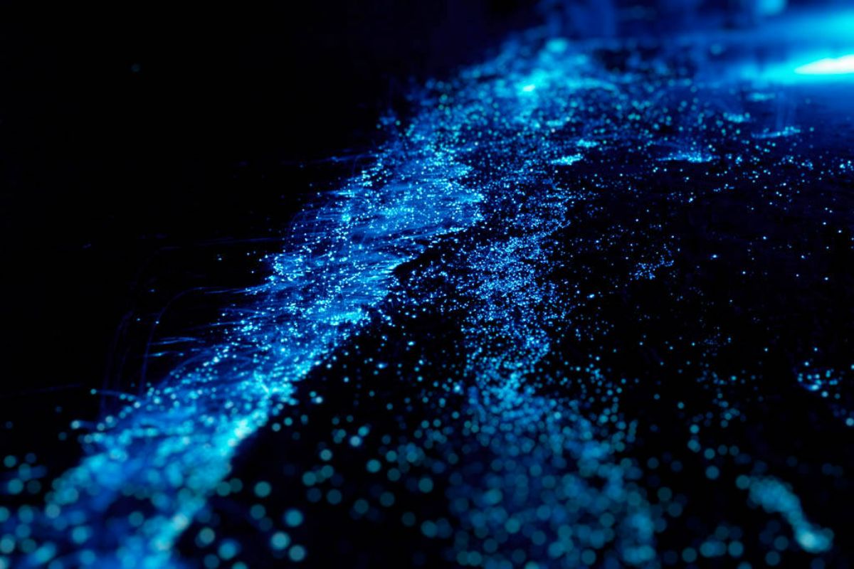 Bioluminescence in Gokarna: A complete guide to exploring the glowing ...