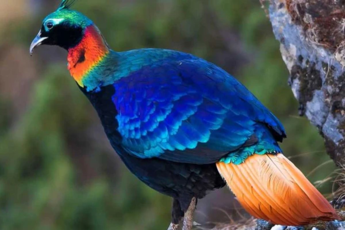 9 Things to do in Shangarh