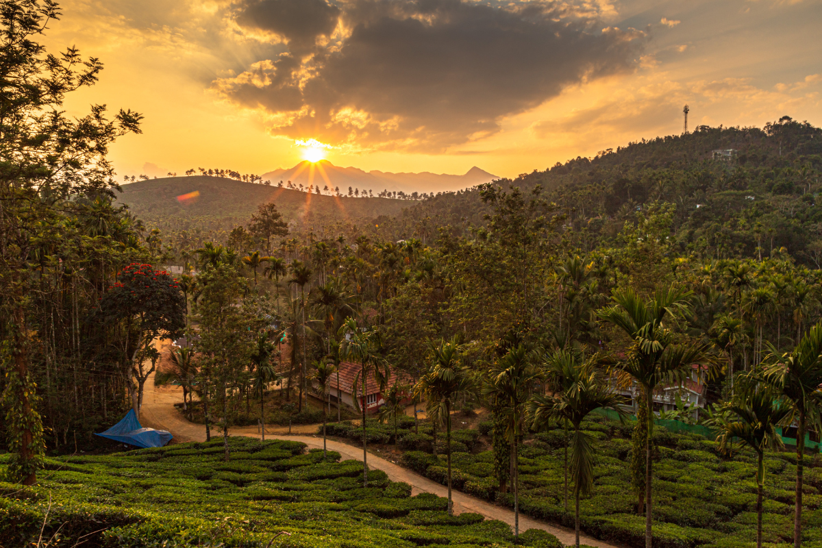 Explore Wayanad in 3 days: A budget-friendly travel itinerary