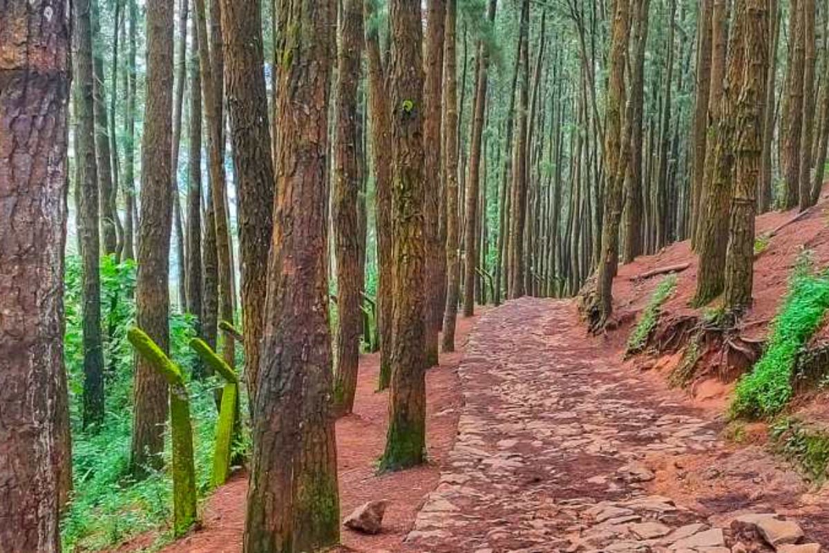 Top 9 things to do in Vagamon: An ideal day trip from Fort Kochi